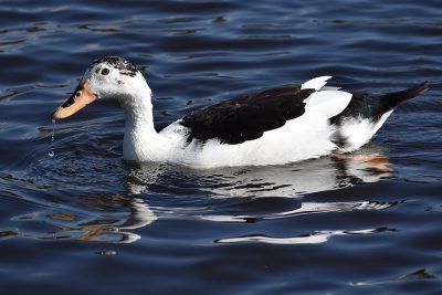 Magpie Duck - Breed Profile - Backyard Poultry